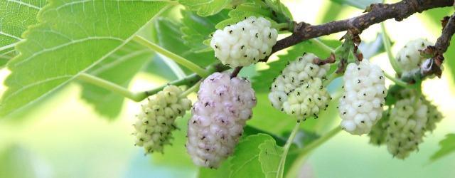 De Beste Biologische Superfoods bij Superfoodsonline